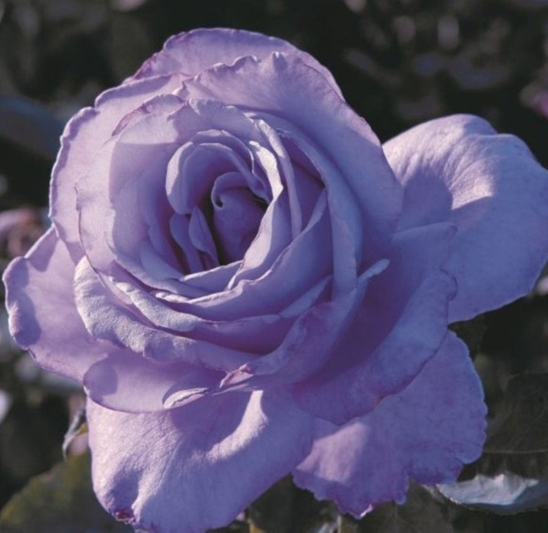 30 Rare Stunning Blue Girl Tea Rose Bush Seeds buy 3 Packs - Etsy