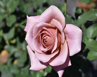 RARE Scarlet Blue ROSE Flower Tree Bush 510 20 or 30 SEEDS - Etsy