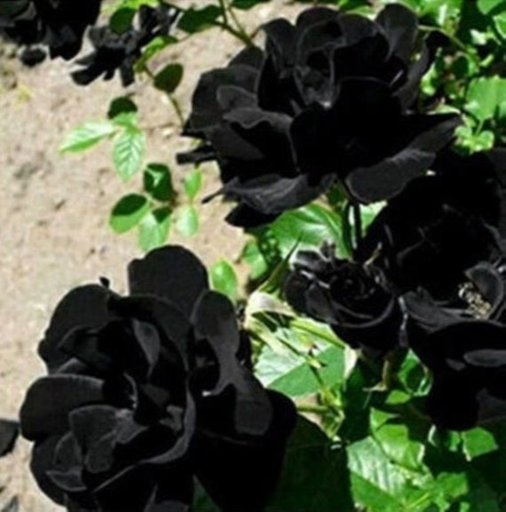 Black Rose Bush Plant