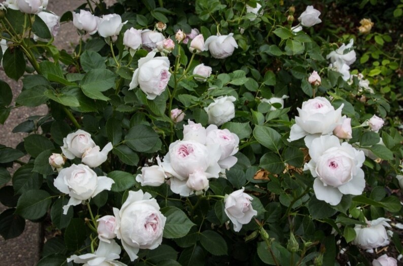 30 Rare Gorgeous Earth Angel Rose Bush Seeds Buy 3 Packs Get Etsy