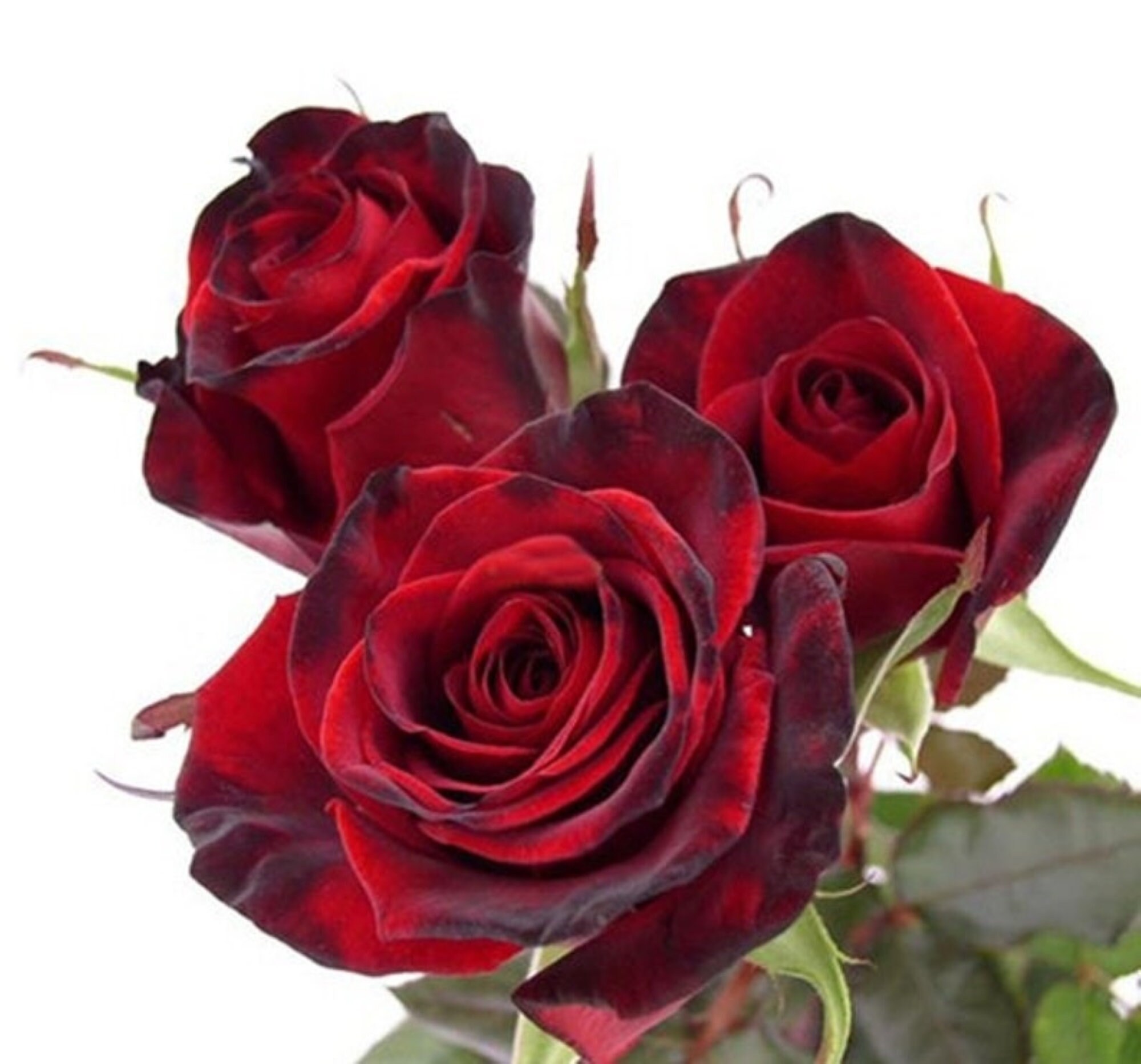 30 Rare Gorgeous True Blood Rose Bush Seeds buy 3 Packs Get - Etsy