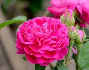 Rare-scented Royal Pink Rose-bush Plant 10 or 20 Seeds - Etsy