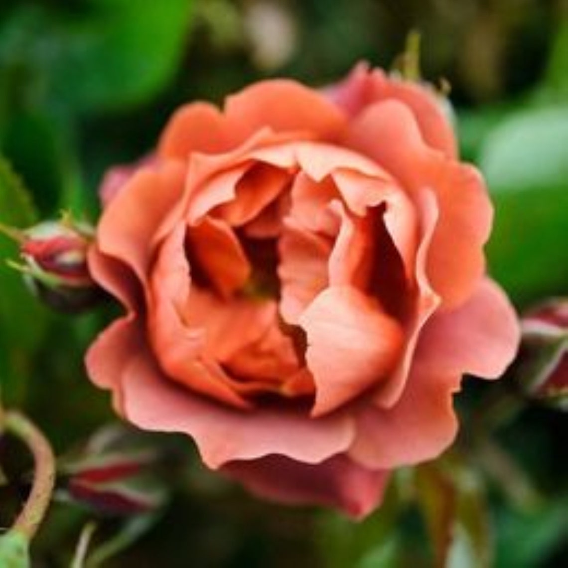 30 Rare Gorgeous Hot Chocolate Rose Bush Seeds buy 3 Packs - Etsy 30 Rare Gorgeous Hot Chocolate Rose Bush Seeds buy 3 Packs - Etsy
