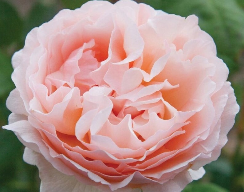 30 Rare Gorgeous Princess Charlene De Monaco Rose Bush Seeds - Etsy