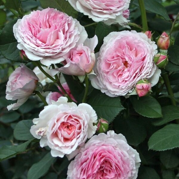 David Austin Roses - Etsy