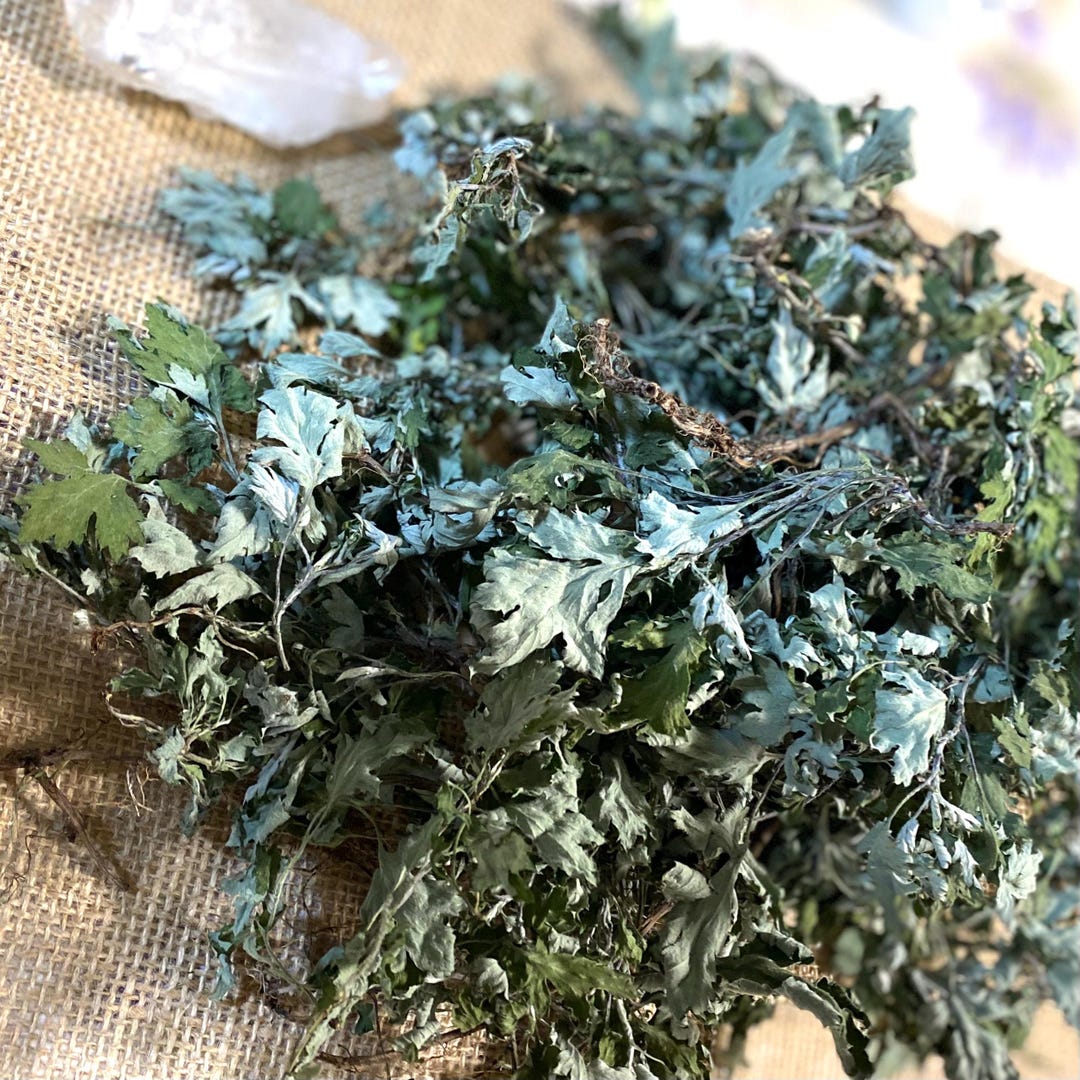 Young Mugwort Whole Plant With Roots. Natural Organic Handpicked ...