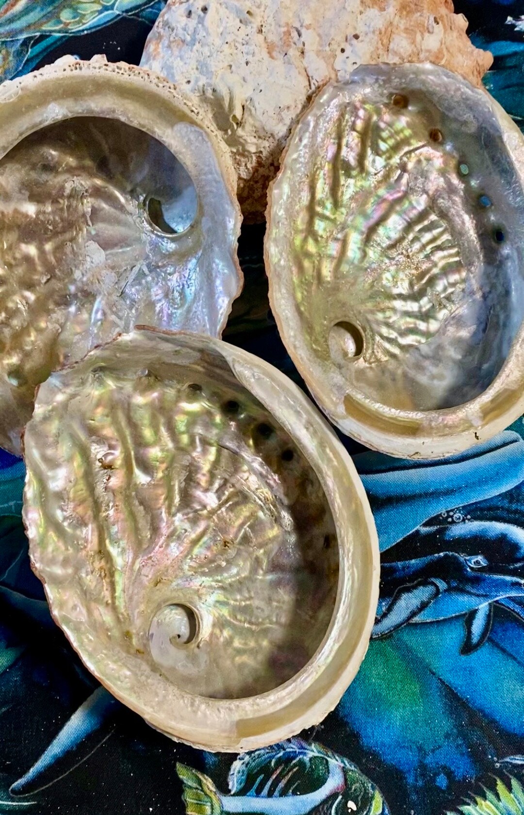 5 Large ABALONE Shells. Sea Gifts Shells From Japan Coast. Nature Made ...