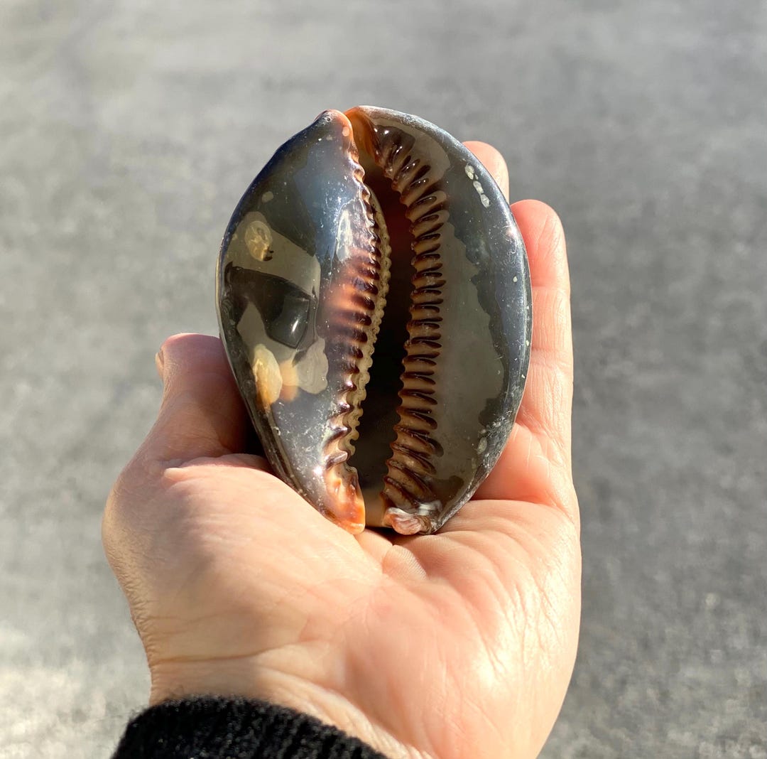 Giant Cypraea Mauritiana Cowrie Shell. Natural, Rare Shell, Marine ...