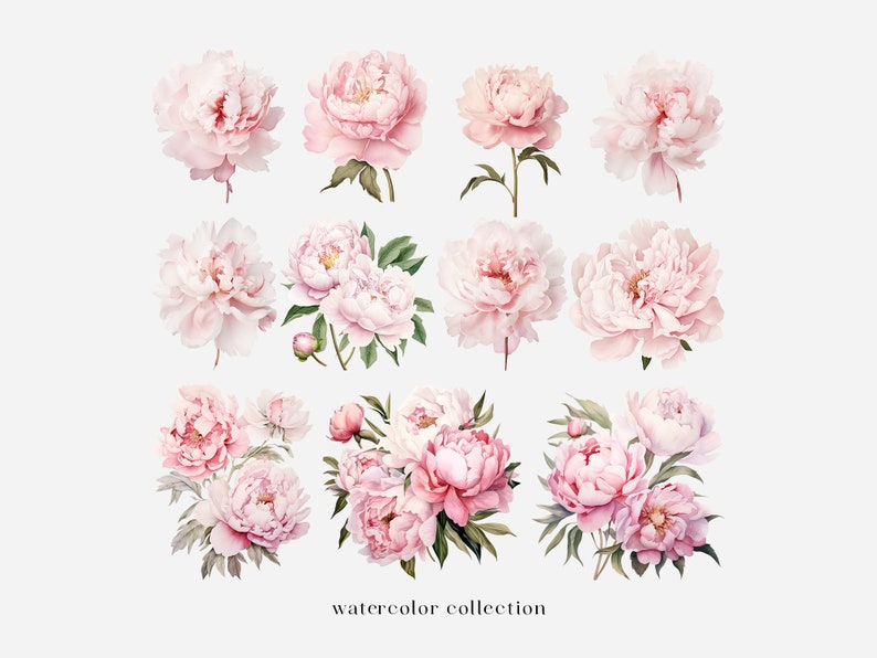 Watercolor Pink Peonies Clipart: Romantic Wedding Floral (PNG Digital ...