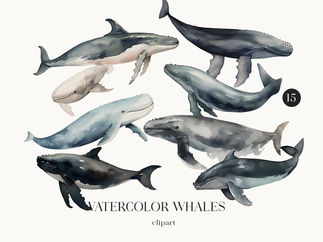 Watercolor Whale Clipart, Dolphin Clipart, Watercolor Sea Animals, Blue ...
