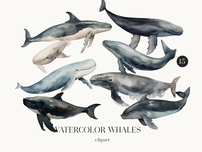 Watercolor Whale Clipart Dolphin Clipart Watercolor Sea - Etsy