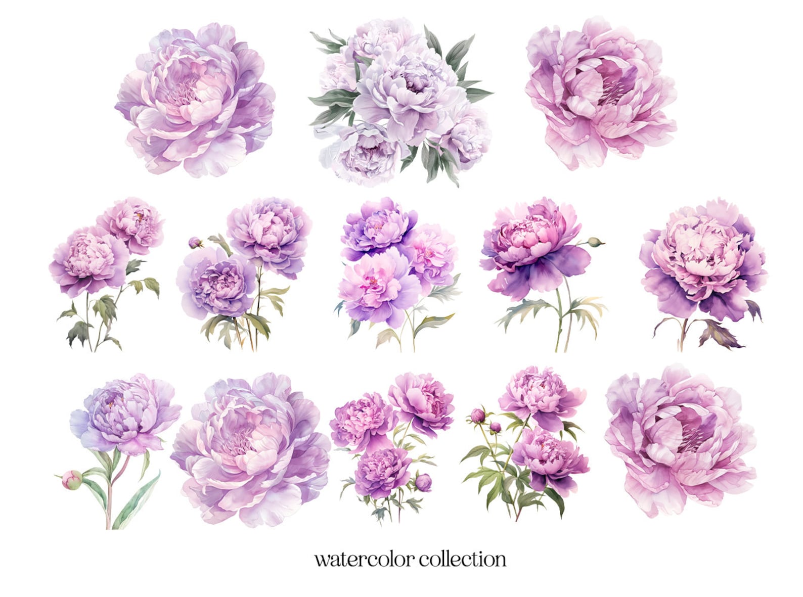 Watercolor Purple Peonies Clipart: Wedding Floral PNG (digital Download ...