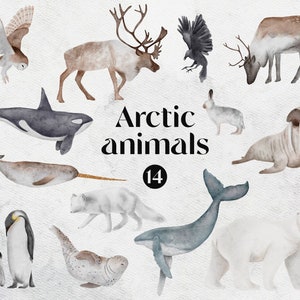 Watercolor Arctic Animals Clipart: Winter Christmas Set (PNG Files) - Etsy
