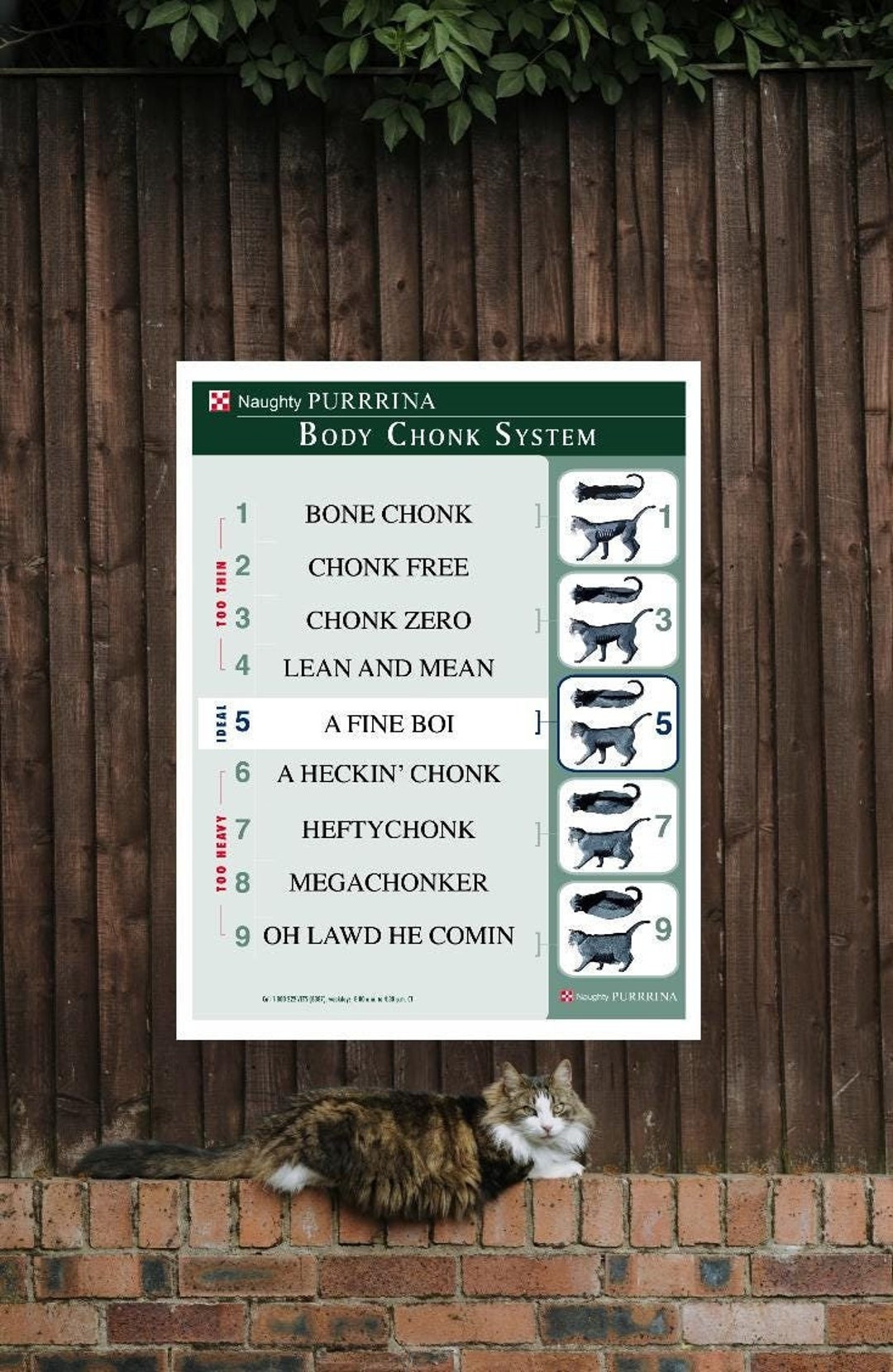 Purrrina Cat Feline Body Chonk Weight Chart for Vets Office - Etsy