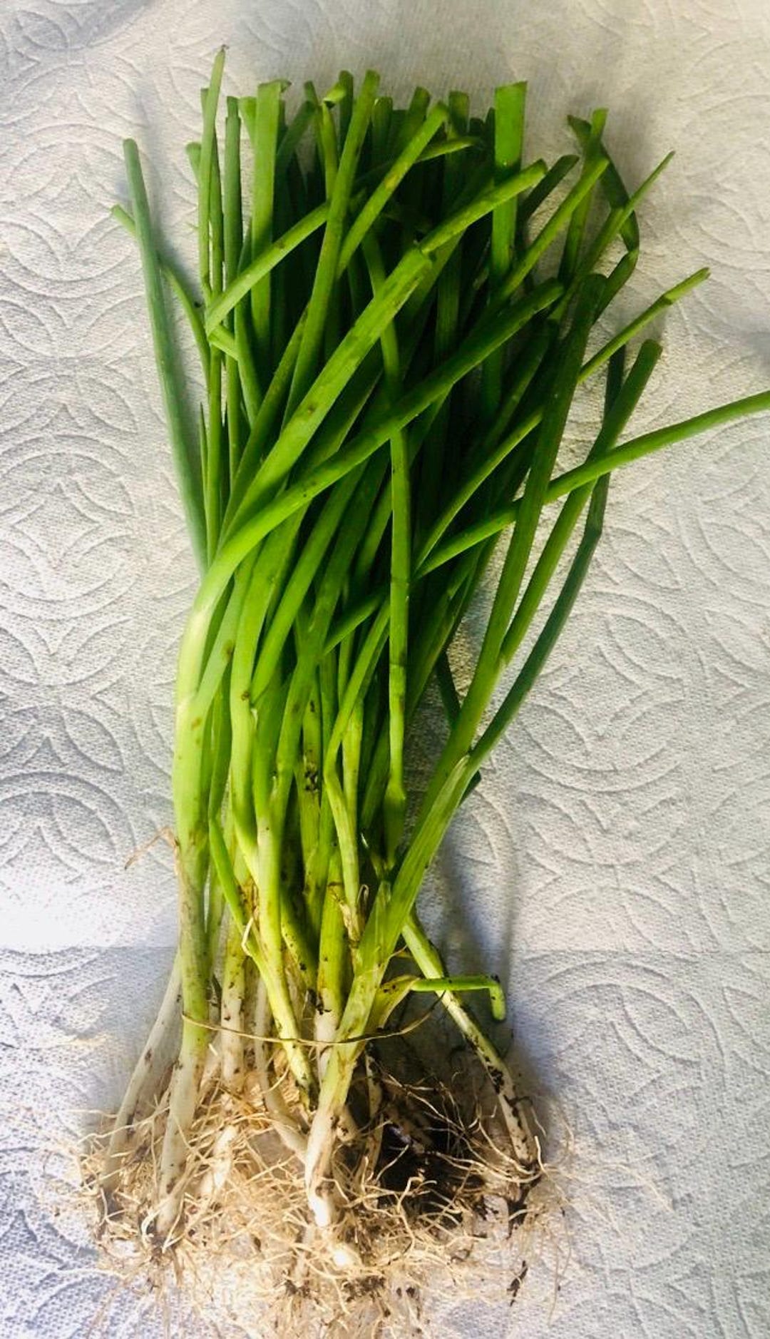 A Bunch of 15 Bare Roots Organic Green Onions , for Planting, Gardening ...
