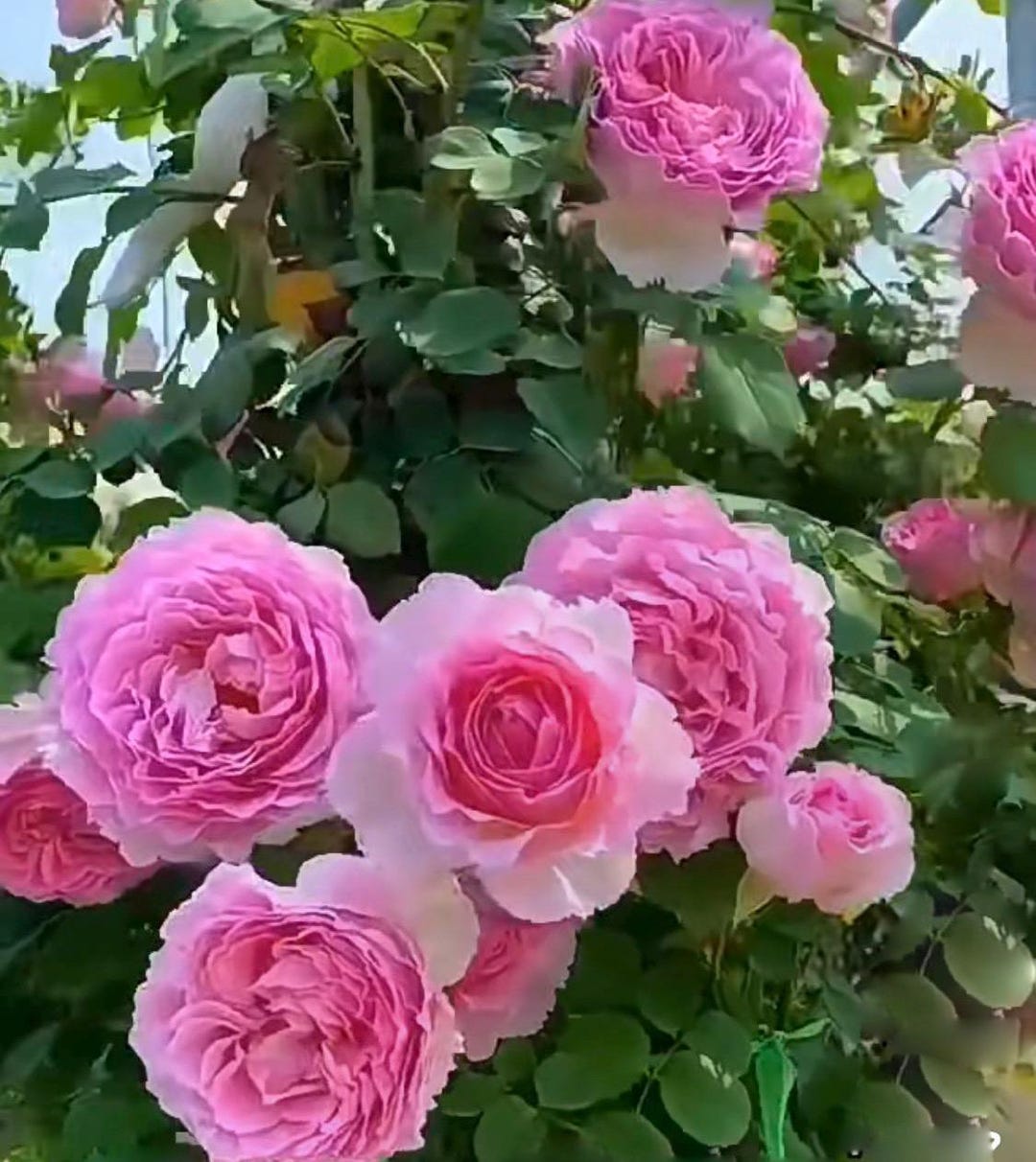 Rare Rose Silk Garment 1 Gallon Pot - Etsy