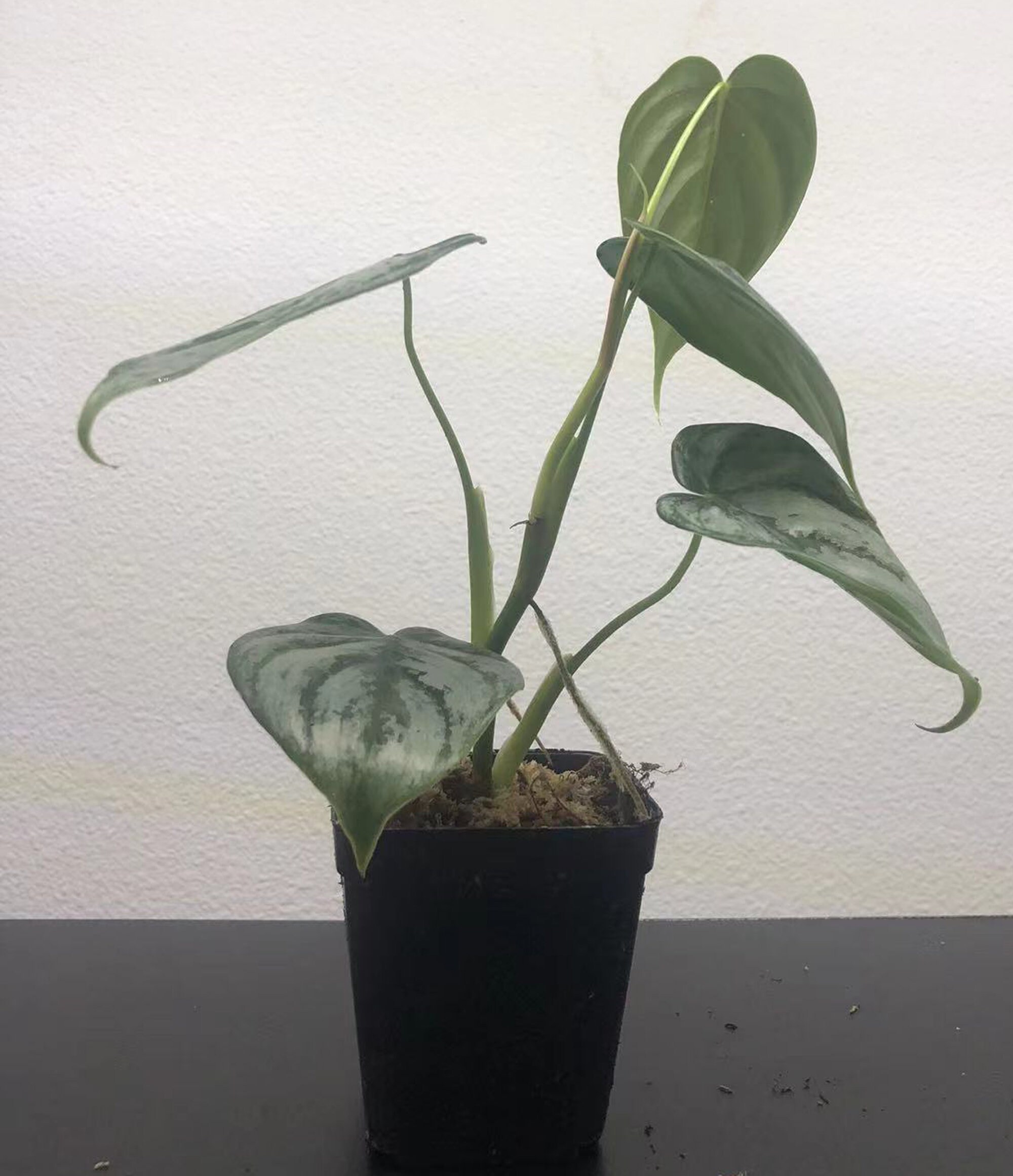 Philodendron Brandi / Branditianum Philodendron/ Brandi / - Etsy Canada