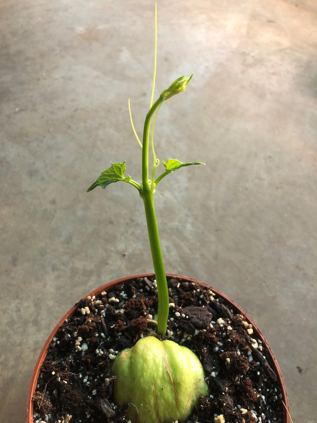 A CHAYOTE Rooted Live Plant in a 6 Pot or a CHAYOTE Seed. Sechium Edule ...