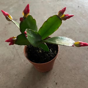 Spring Cactus/easter Cactus Live Plants in A2”, 4”,6” Pots - Etsy