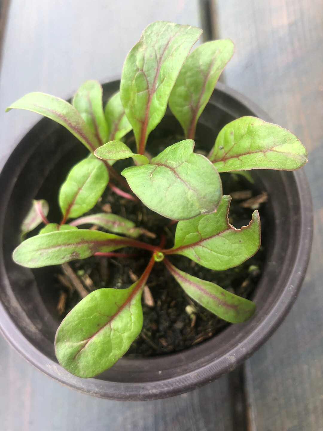 5 Live Chard Swiss /vulcan Plant in a 4" Pot, Organic Growth - Etsy