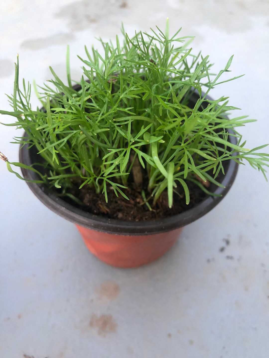 Fennel Live Plants baby Plant 20 Plus Fennel Baby Plants in a 4 Pot ...