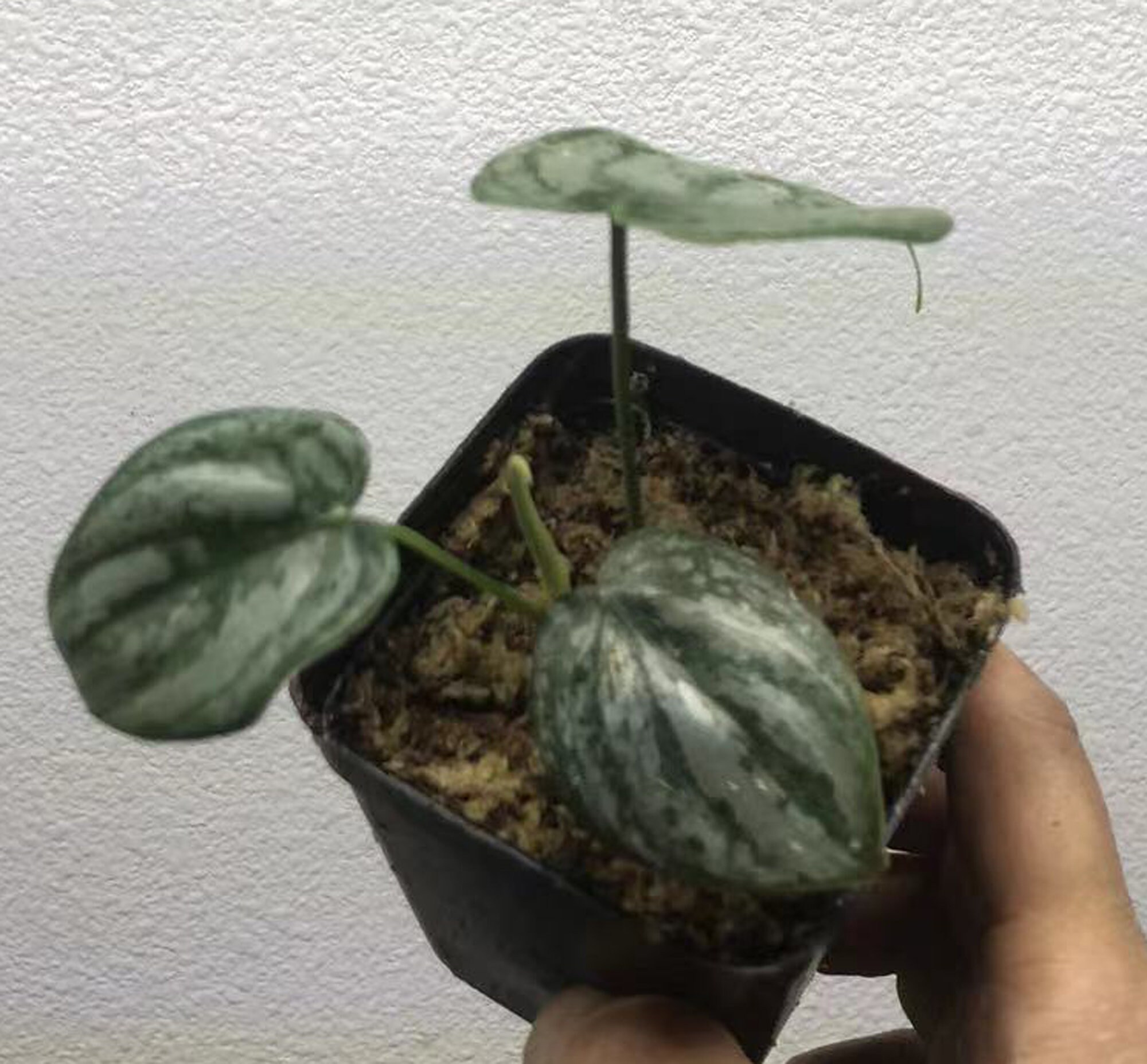 Philodendron Brandi / Branditianum Philodendron/ Brandi / - Etsy Canada