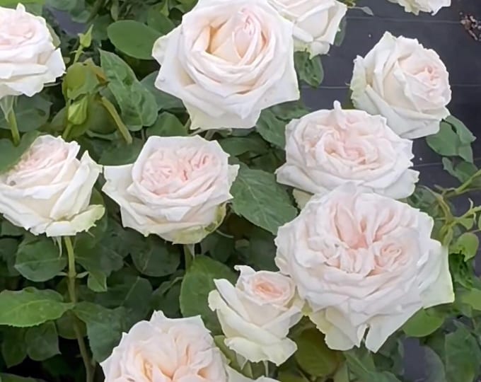 Rare Rose White O′hara 1 Gallon Pot - Etsy