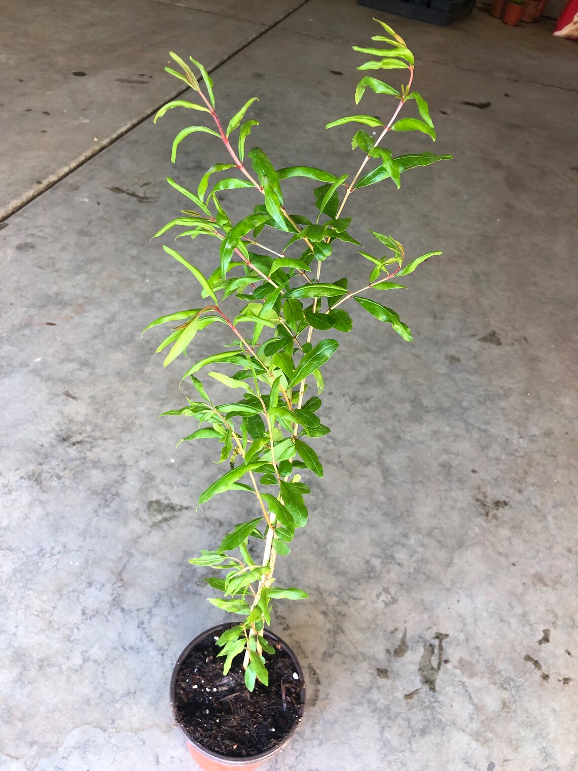 A Pomegranate Fruit Live Tree | Two Options: One Year or Two Years Non ...