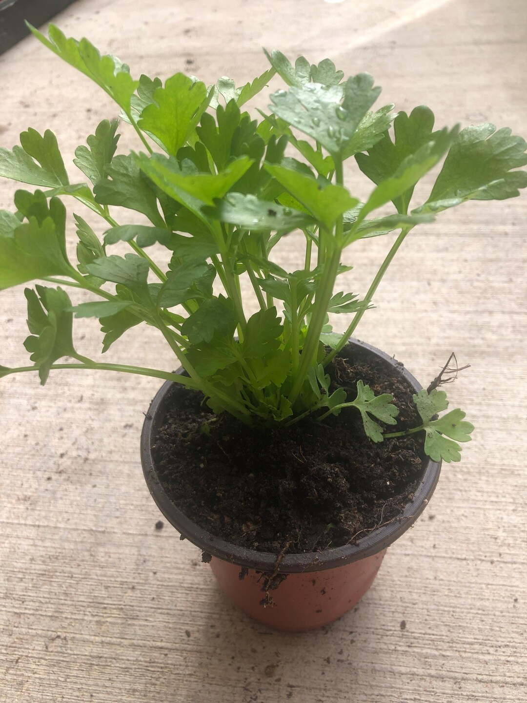 4 Tango Celery Live Plant in a 4”pot/ Organic /vegetable/ NON-GMO - Etsy