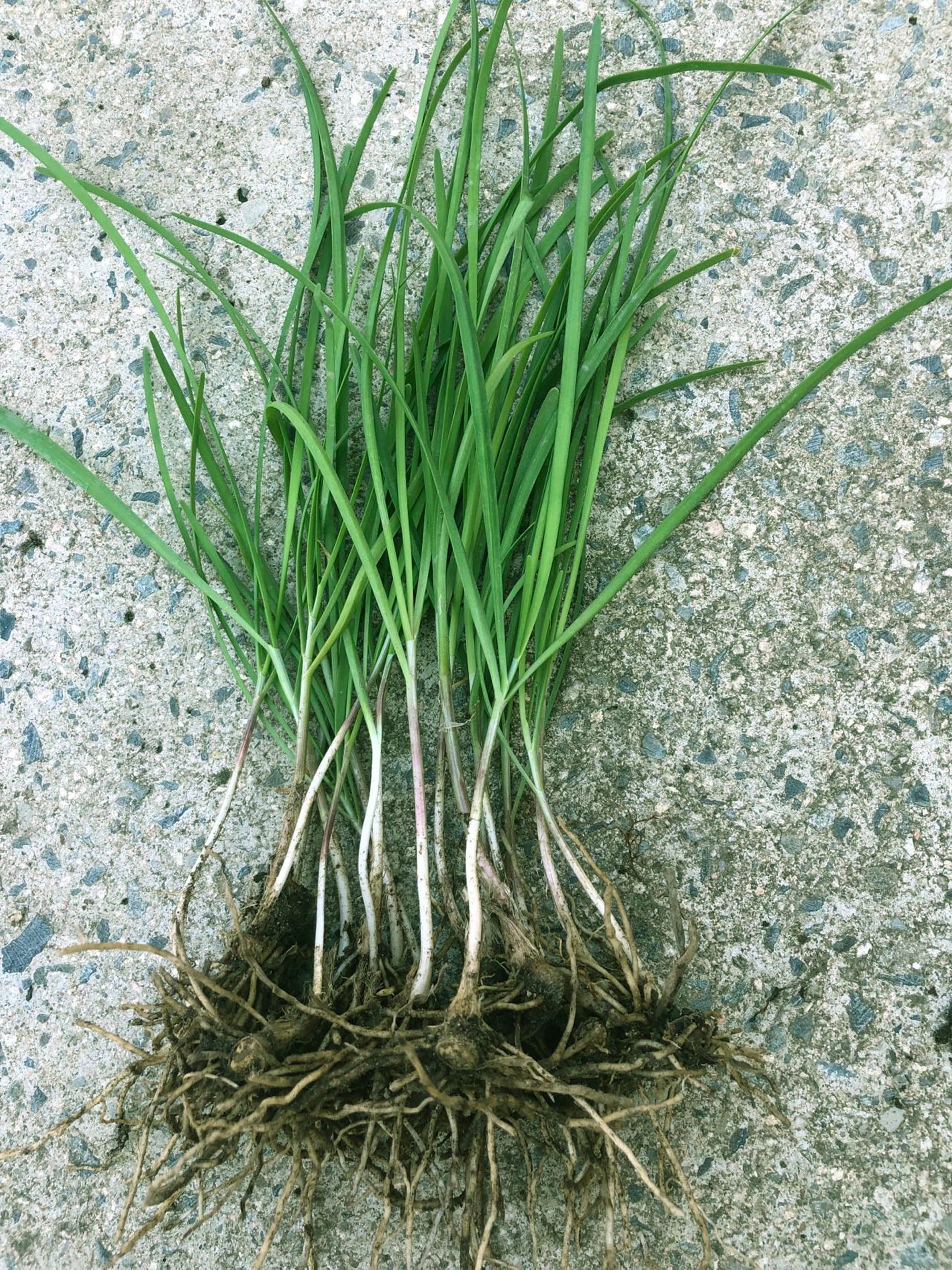 20 Bare Root Garlic Chive Plants红根韭菜 /20 More Garlic Chive - Etsy
