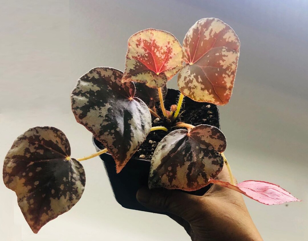 Begonia Nigritarum, Beautiful Large Terrarium in 4" Pot - Etsy