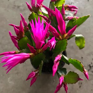 Spring Cactus/easter Cactus Live Plants in A2”, 4”,6” Pots - Etsy