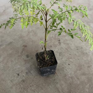 A Blue Jacaranda Tree Live in a 4 Pot/ 810high - Etsy