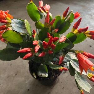 Spring Cactus/easter Cactus Live Plants in A2”, 4”,6” Pots - Etsy