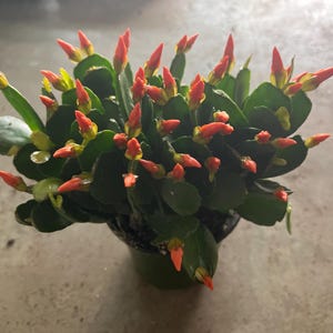 Spring Cactus/easter Cactus Live Plants in a 4”pots/no Flowers, No Buds ...