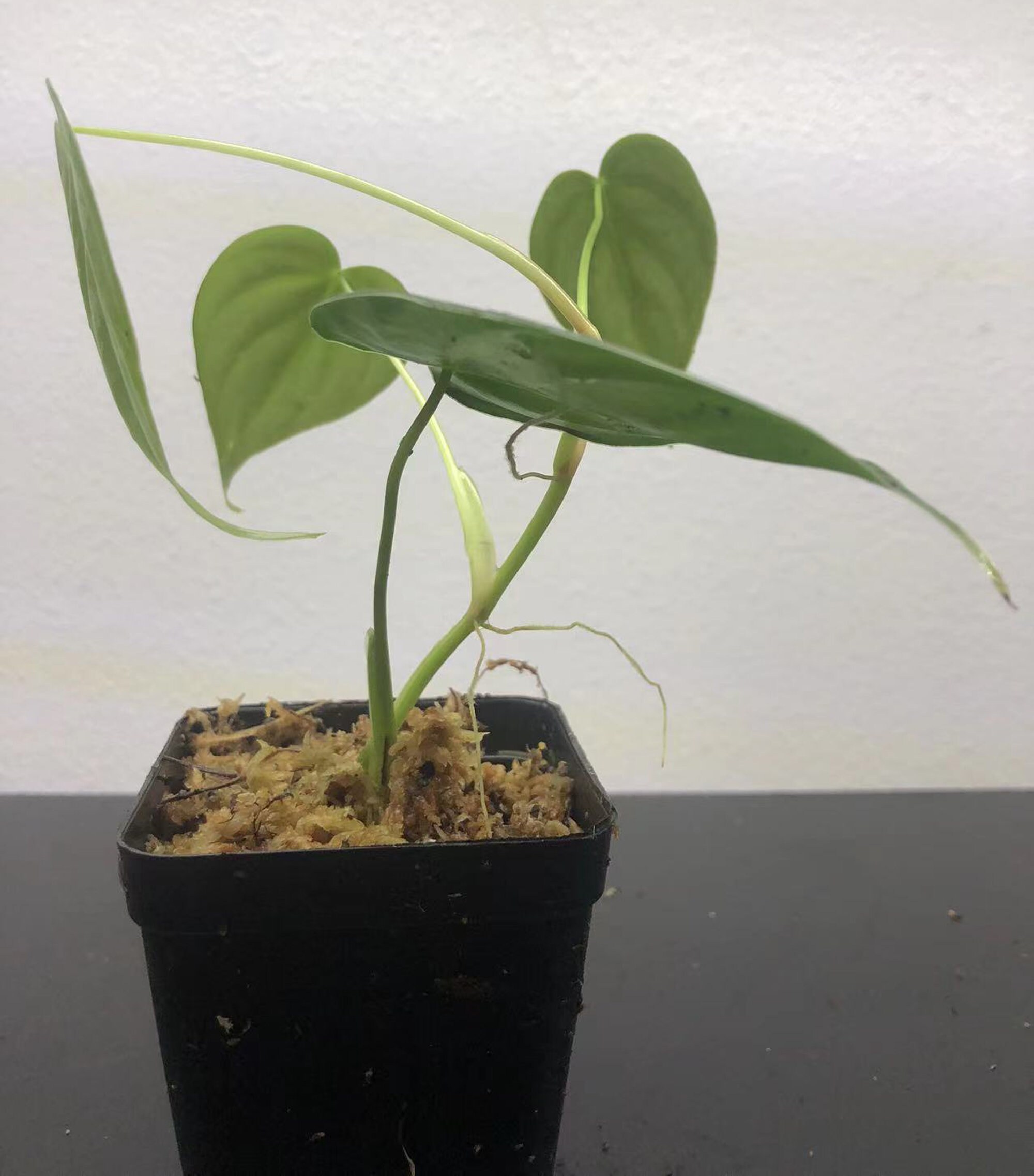 Philodendron Brandi / Branditianum Philodendron/ Brandi / - Etsy Canada