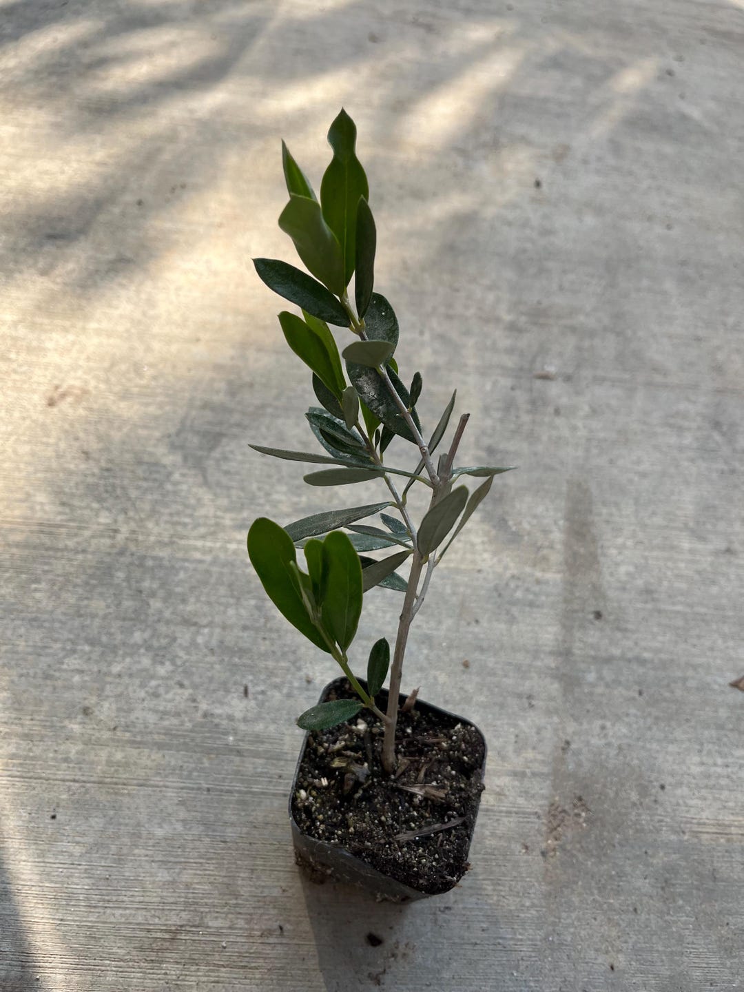 A Dwarf Olive Live Plants in a 4" Pot - Etsy