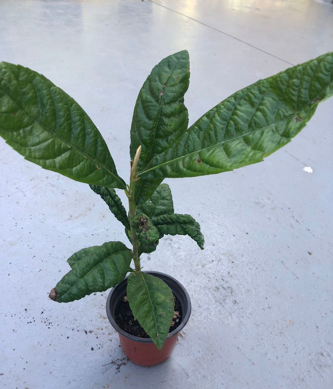 A Loquat Tropical Fruit Live Tree Non GMO Naturally Grown Seedling - Etsy