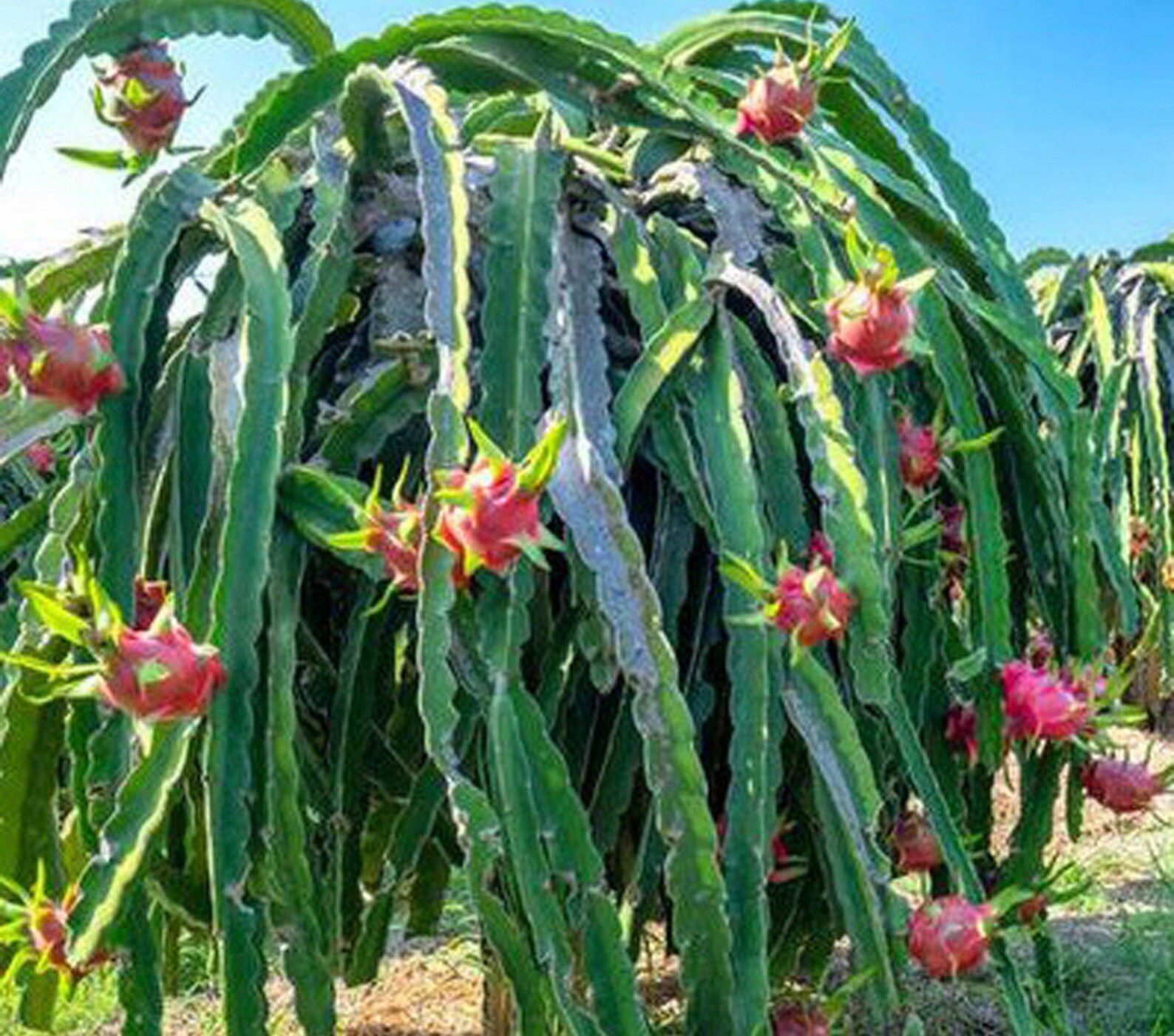3 Branches of Dragon Fruit Plant Cuttings/whitef Flesh Fruit-/dark Red ...