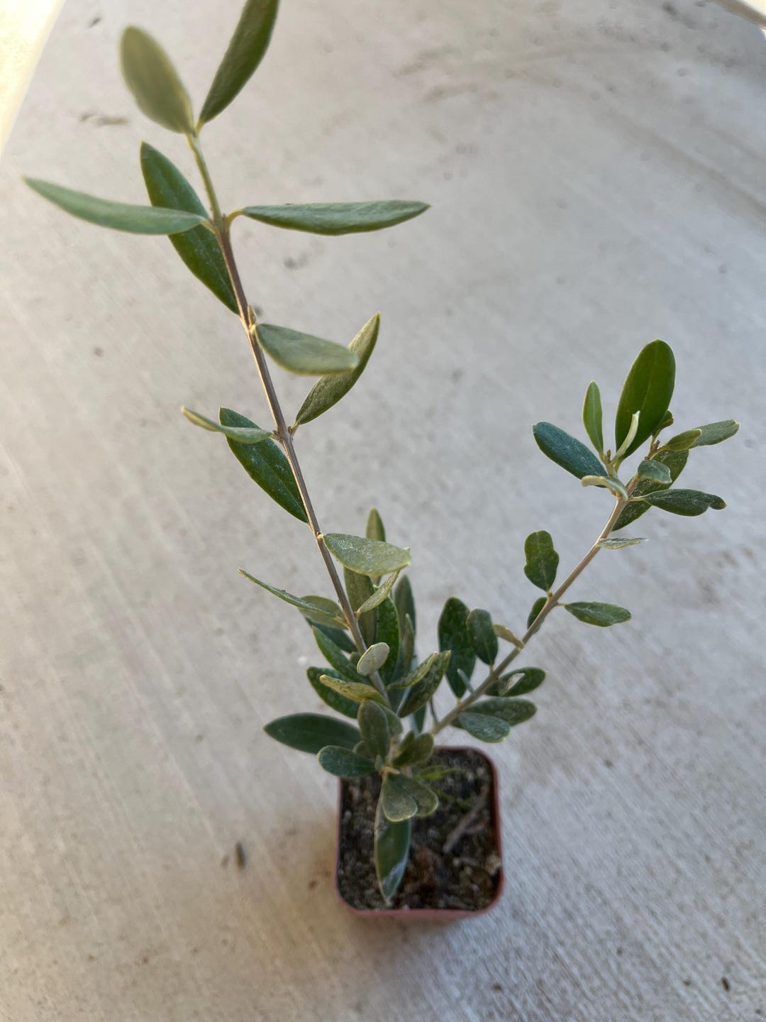 A Dwarf Olive Live Plants in a 4" Pot - Etsy