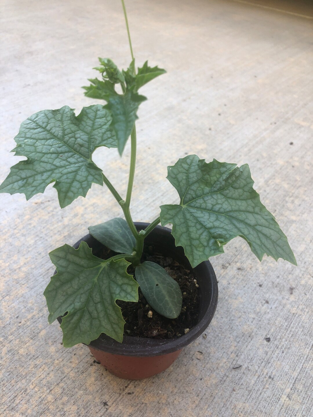 A Loofah Plant LIVE in 4 Pot Organic - Etsy