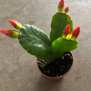 Spring Cactus/easter Cactus Live Plants in A2”, 4”,6” Pots - Etsy