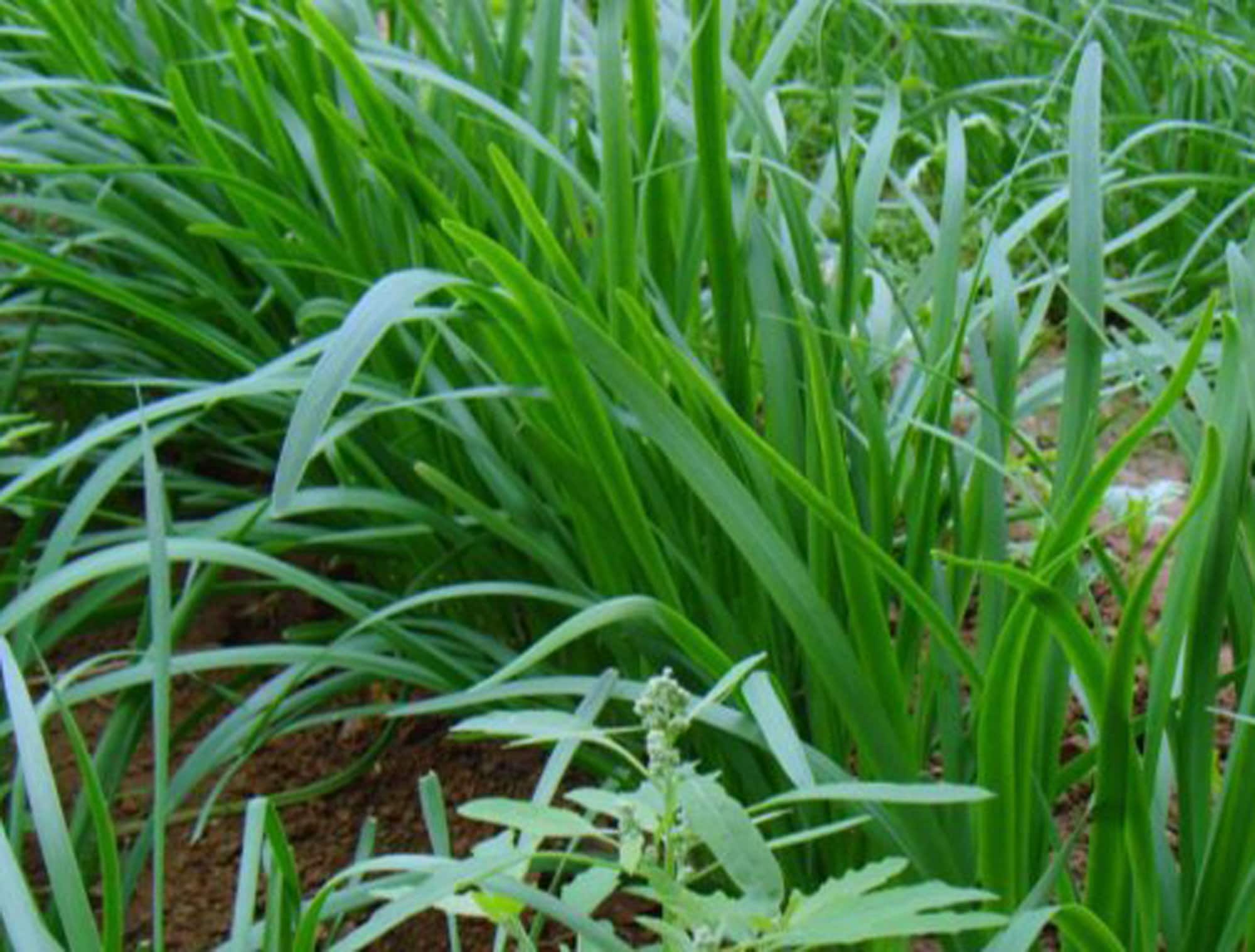 20 Bare Root Garlic Chive Plants红根韭菜 /20 More Garlic Chive - Etsy