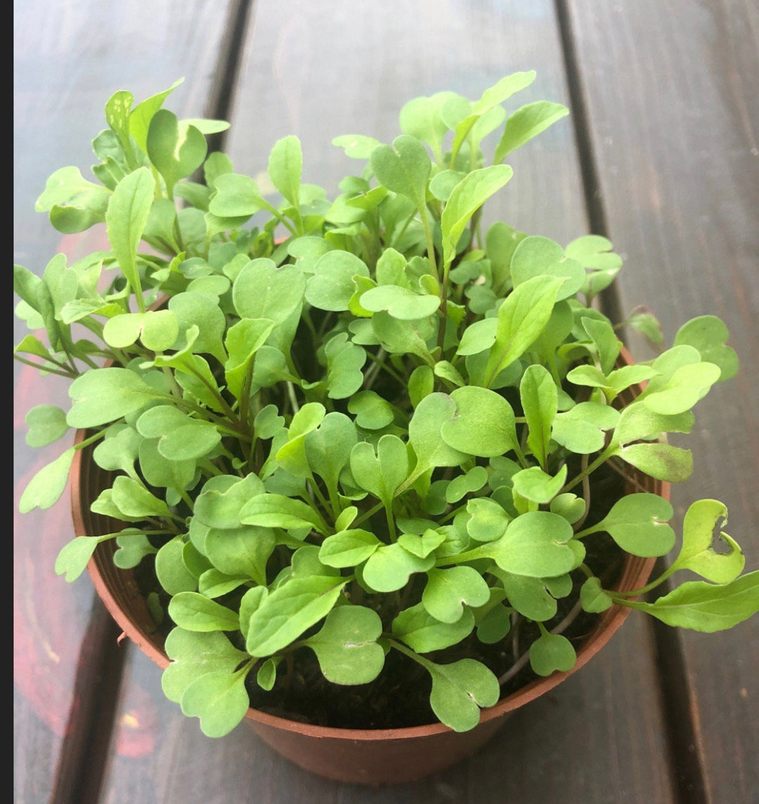 Arugula Live Plant in 4”pot /rocket/eruca Sativa/vegetable / Organic ...