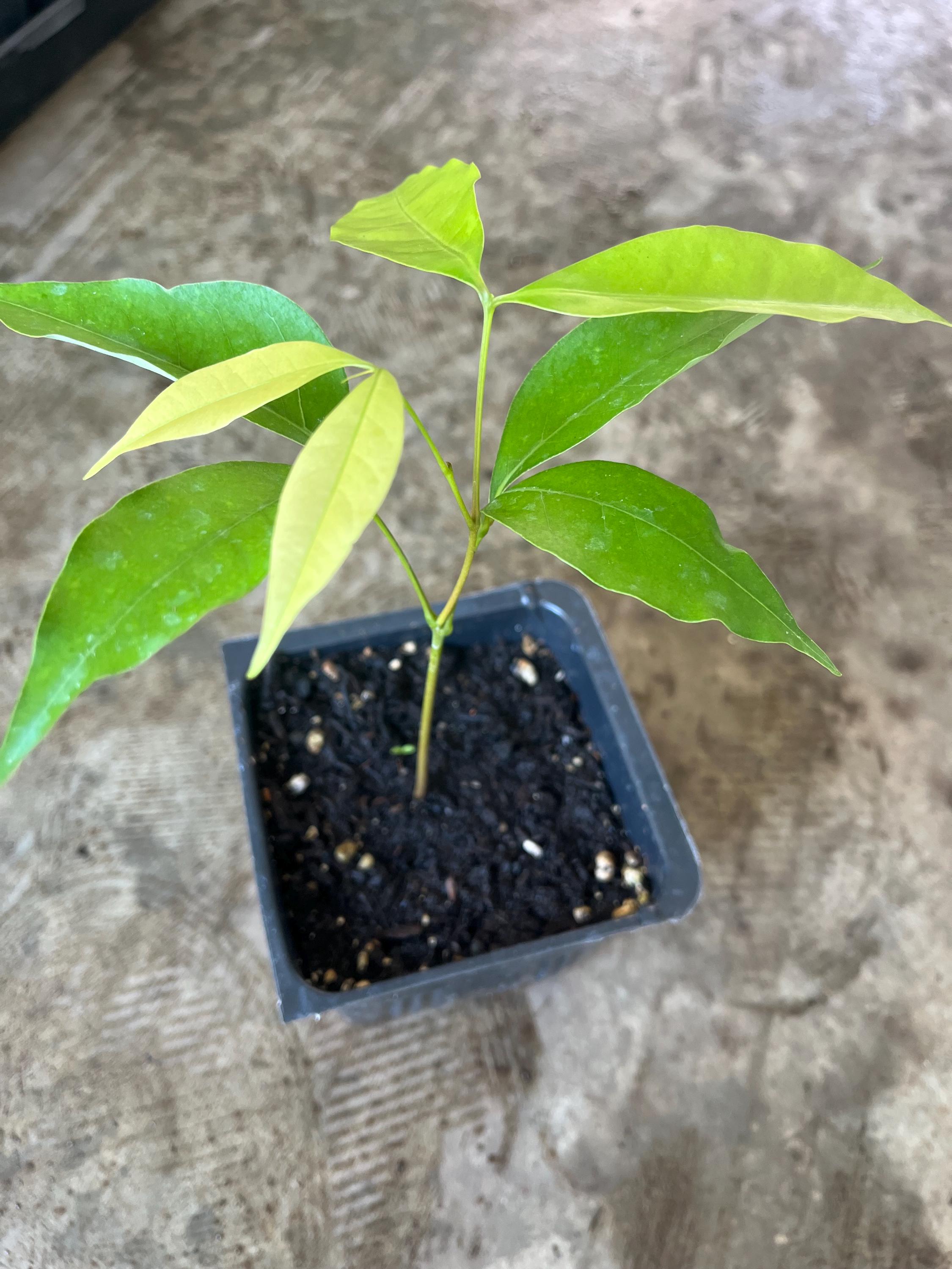 A Lychee Live Fruit Plant in a 4’’ Pot /seedlings / - Etsy