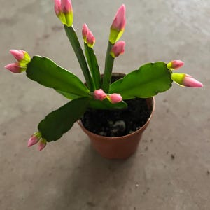 Spring Cactus/easter Cactus Live Plants in A2”, 4”,6” Pots - Etsy