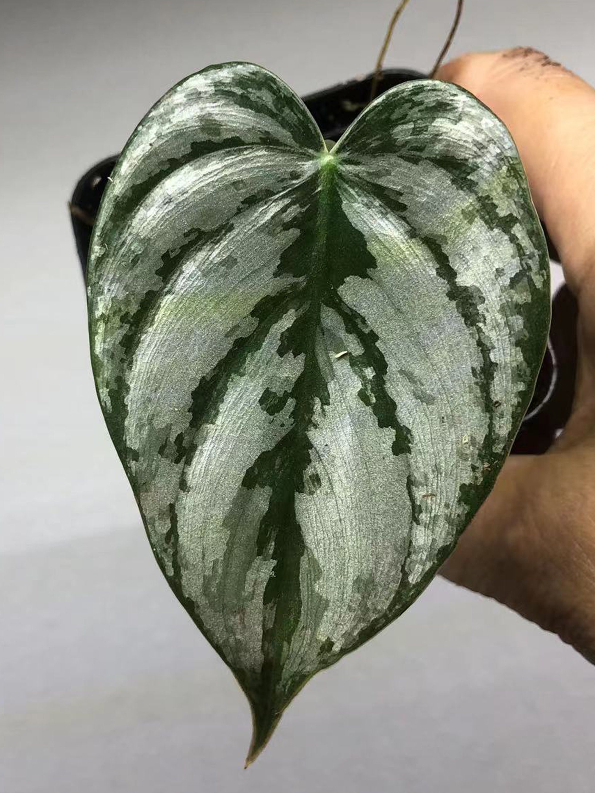 Philodendron Brandi / Branditianum Philodendron/ Brandi / - Etsy Canada