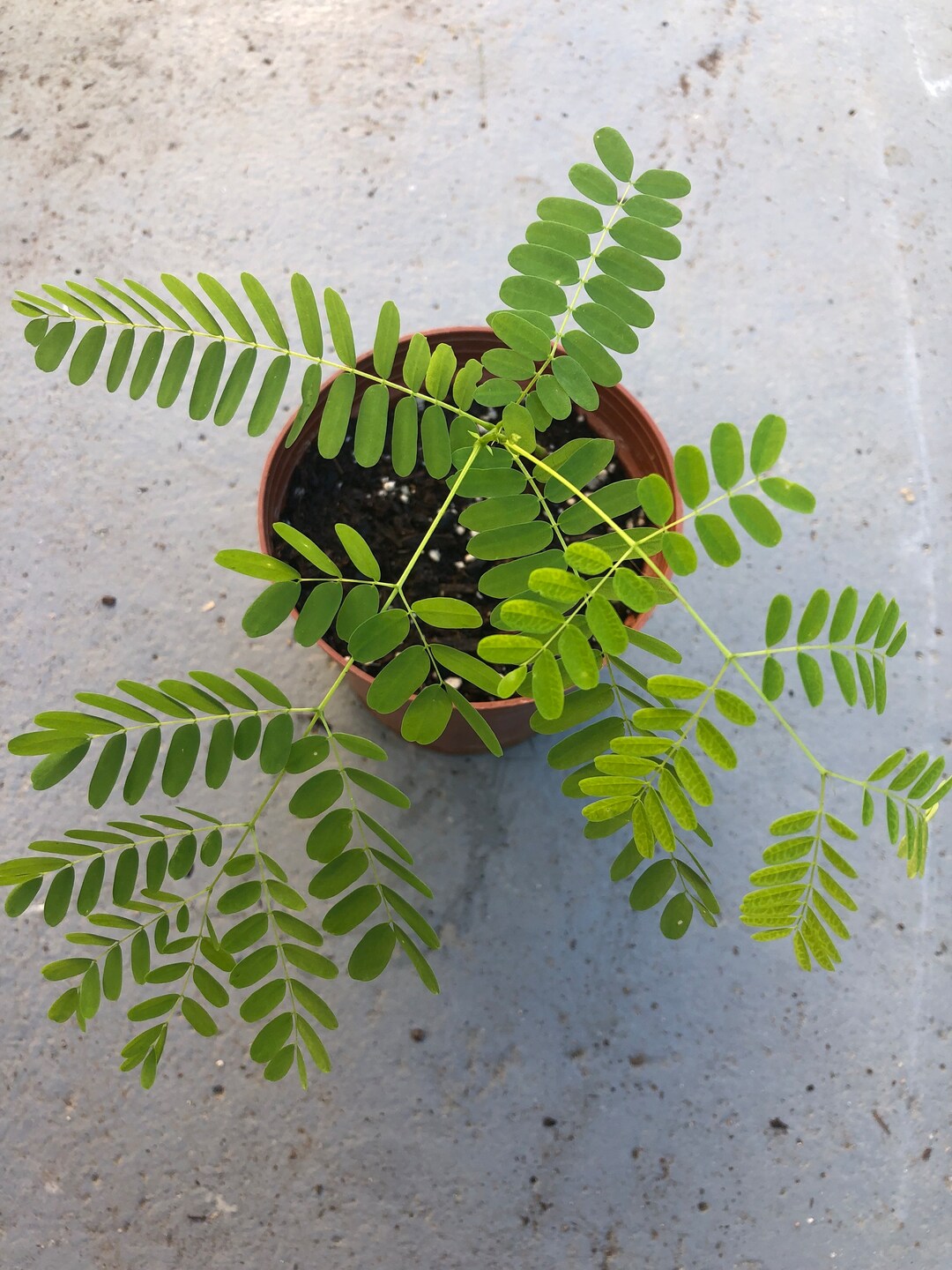 A Red Flamboyant Tree Live in a 4’’ Pot/ 8”-10”high - Etsy