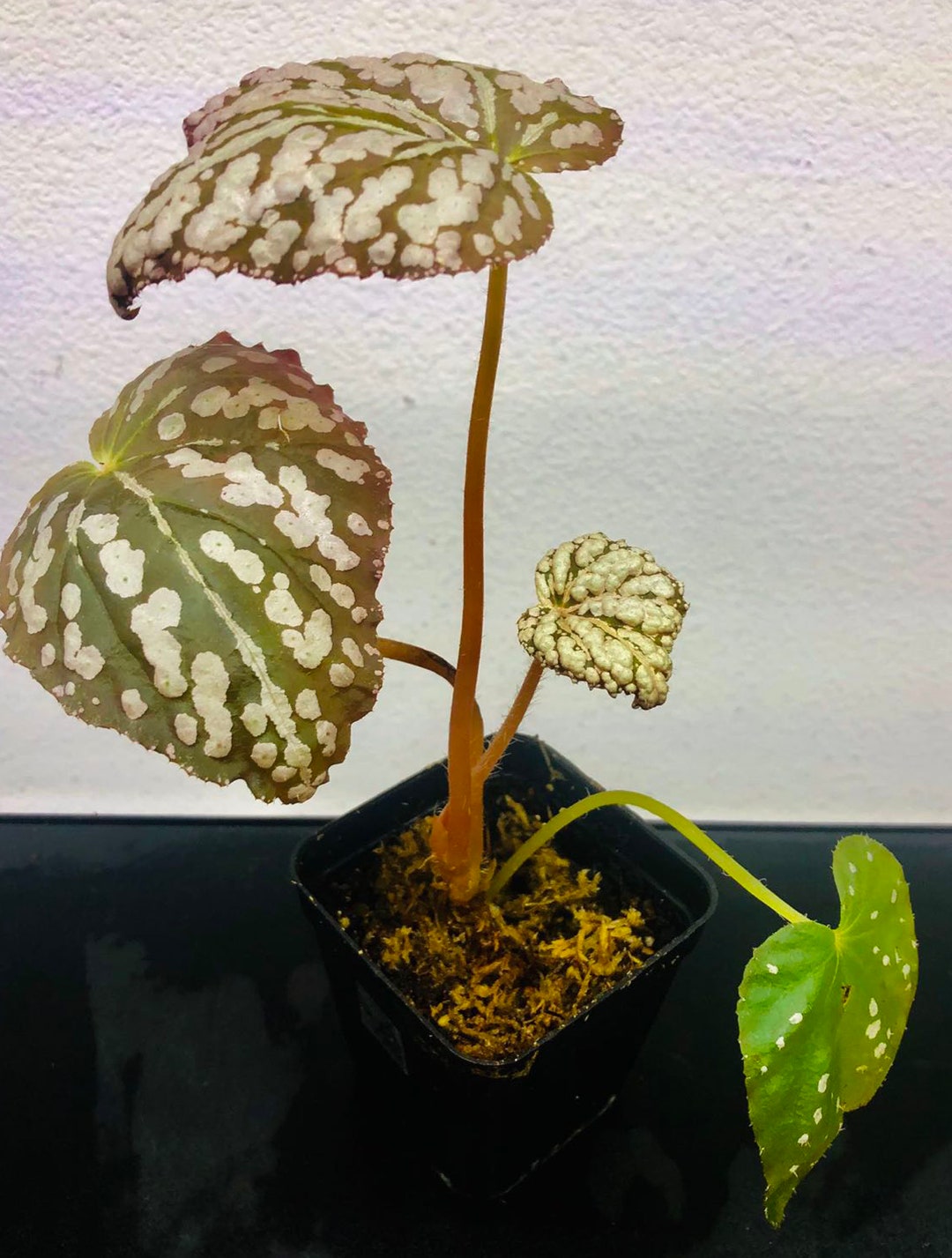 Begonia Rex Betsy 3" Pot Live Plant at Least 4 Leaves - Etsy