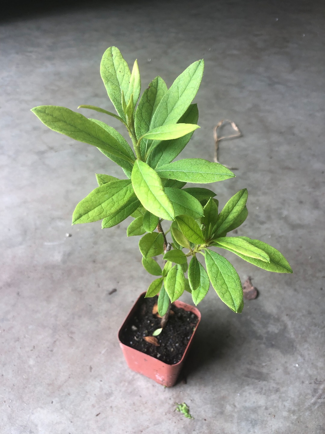 A Azalea Live Plant in a 3 Pot/ Azalea Indica “ Alaska” / Azalea Indica ...